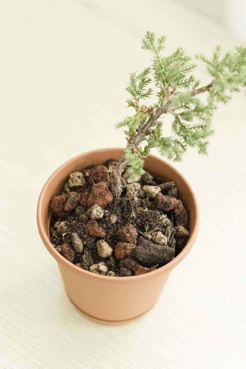 Bonsai Soil | Bonsai Tree Resource Center | Bonsai Tree Care Tips ...