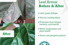 Houseplant Leaf Armor - Bonsai Tree Resource Center | Bonsai Tree Care ...