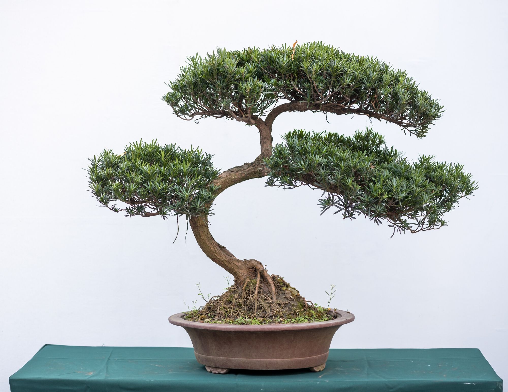 Advanced Bonsai Tree Care Mastered With 5 Easy Tips