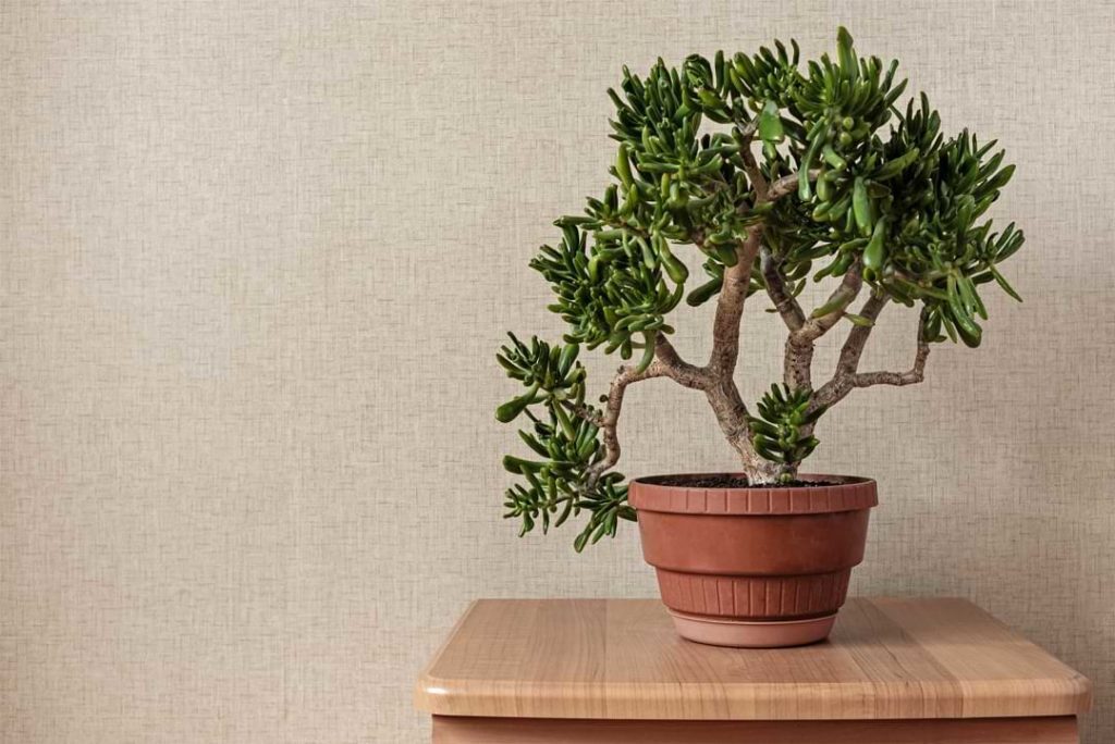 Growers Guide: How to Make a Bonsai Tree