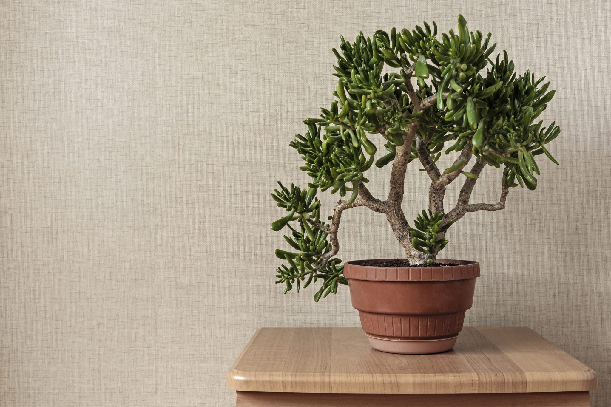 Growers Guide: How to Make a Bonsai Tree