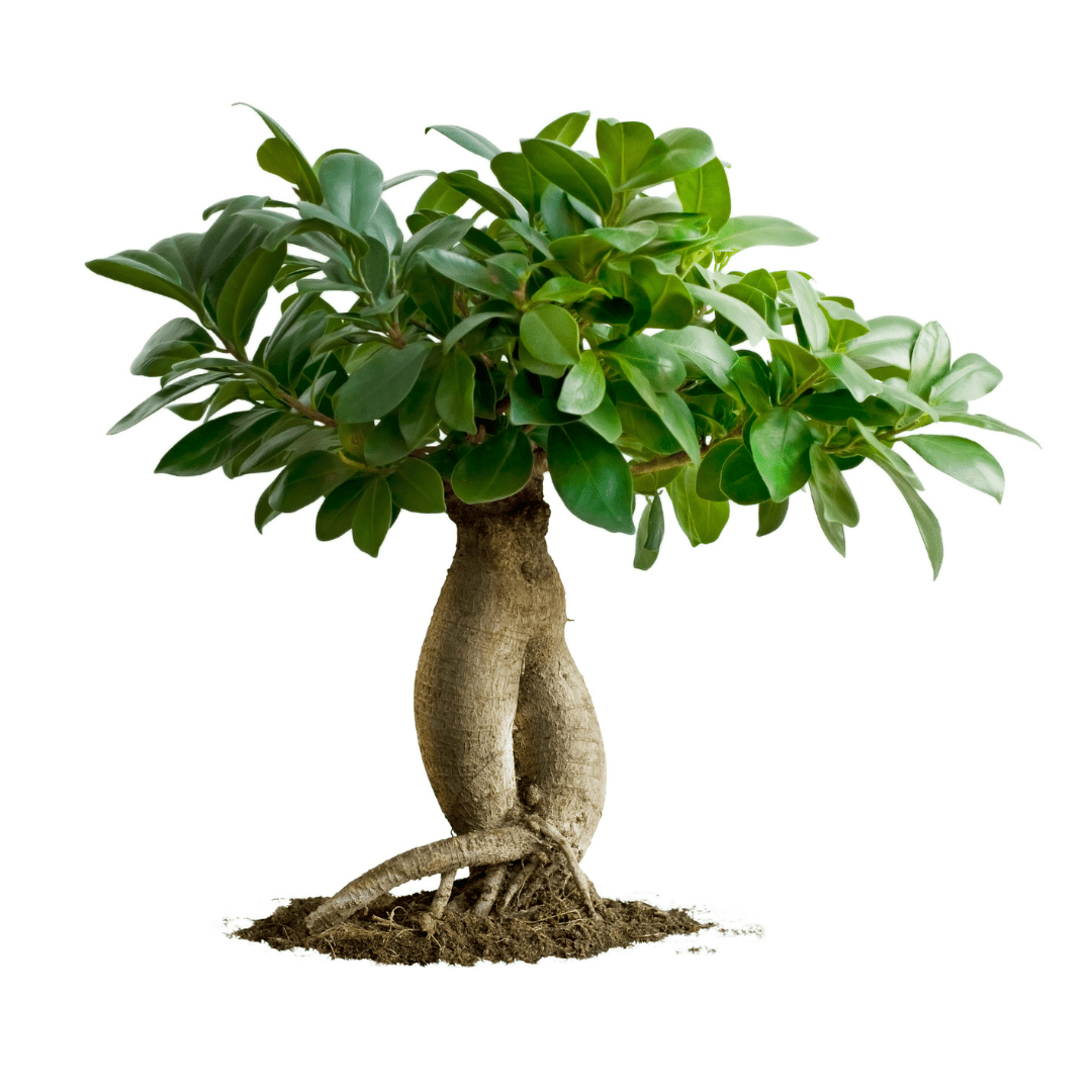 How To Care For A Bonsai Ficus Tree Bonsai Resource Center