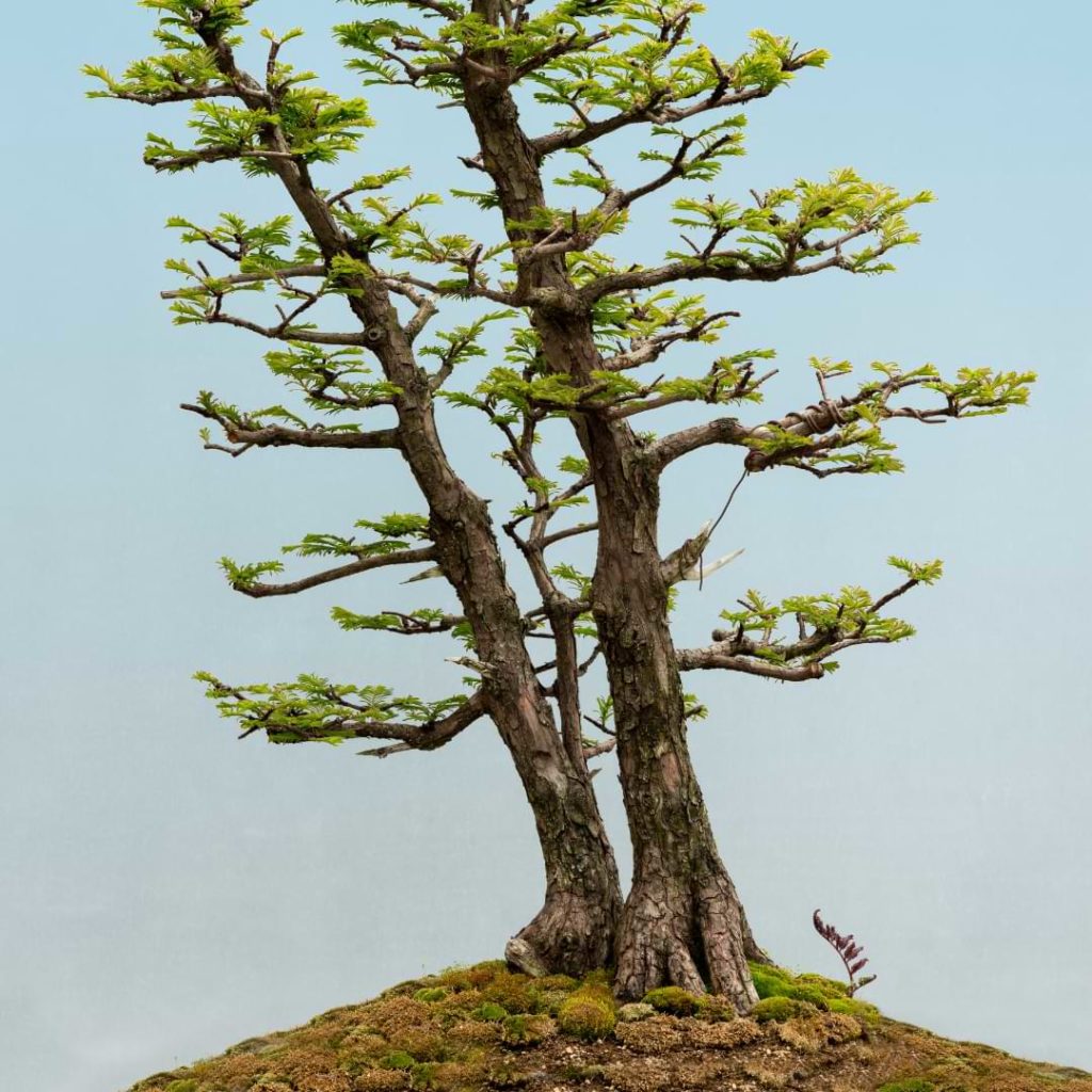 The 7 Oldest Bonsai Trees In The World | Bonsai Tree Resource Center ...