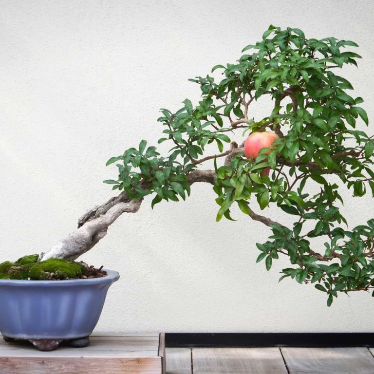 Pomegranate Bonsai Grower’s Guide | Bonsai Resource Center