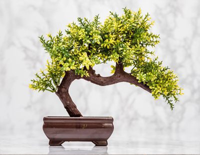 Advanced Bonsai Tree Care Mastered With 5 Easy Tips