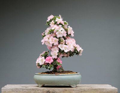 Advanced Bonsai Tree Care Mastered With 5 Easy Tips