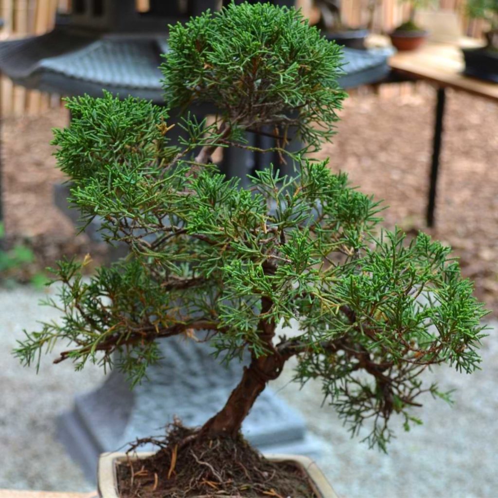 Bonsai Orange Tree Grower’s Guide