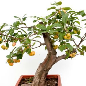 How to Bonsai and Care for a Citrus Bonsai Lemon Tree