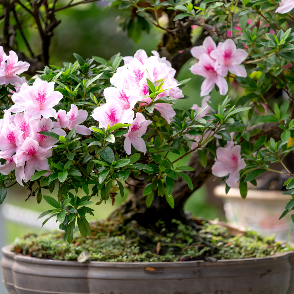 Hibiscus Bonsai Tree Care & Growing Guide