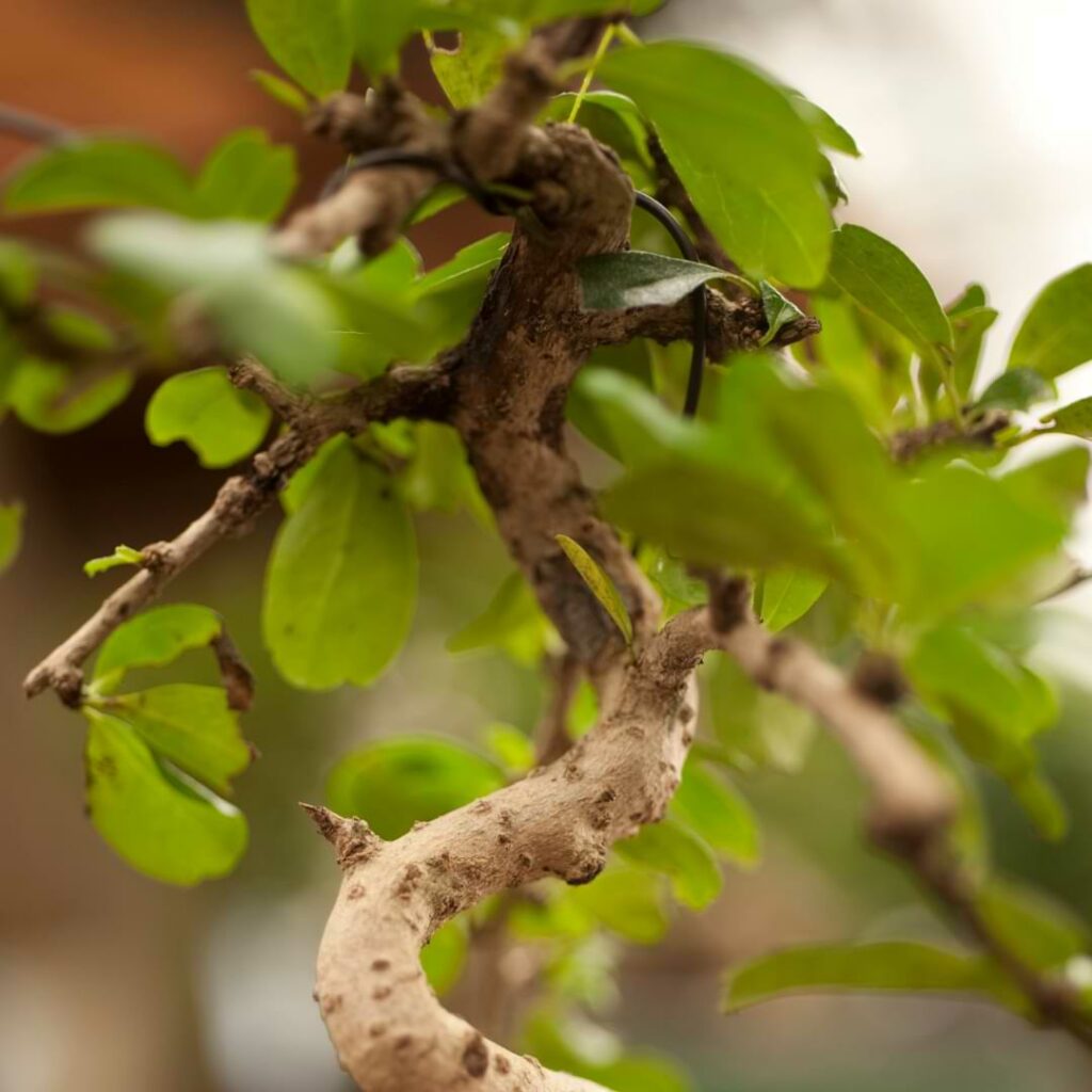 Fukien Tea Bonsai (Carmona Bonsai) | Tree Care & Growing Guide