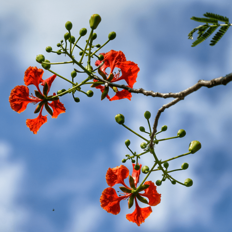Royal Poinciana Bonsai | Flame Tree Care & Growing Guide