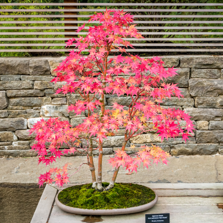 13 Stunning Purple And Pink Bonsai Trees | With Images