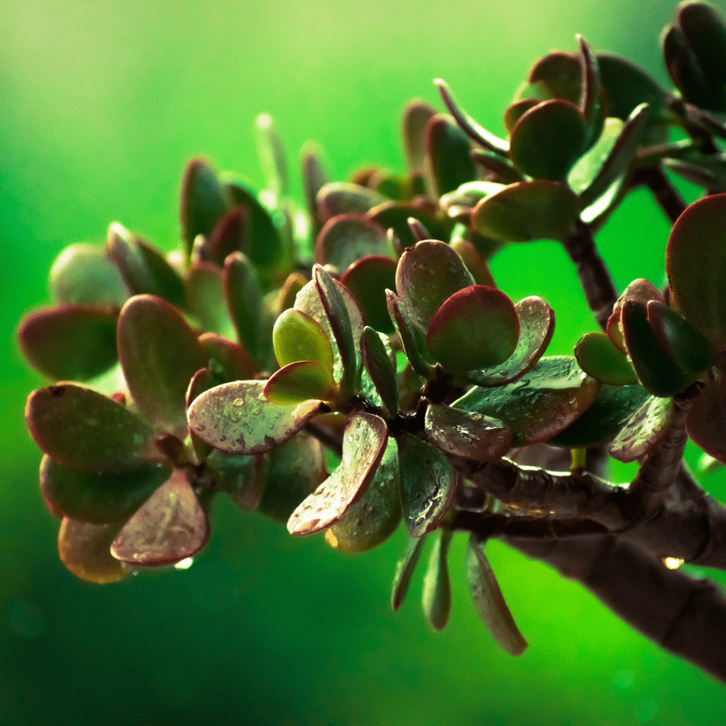 How to Make a Bonsai Grow New Branches