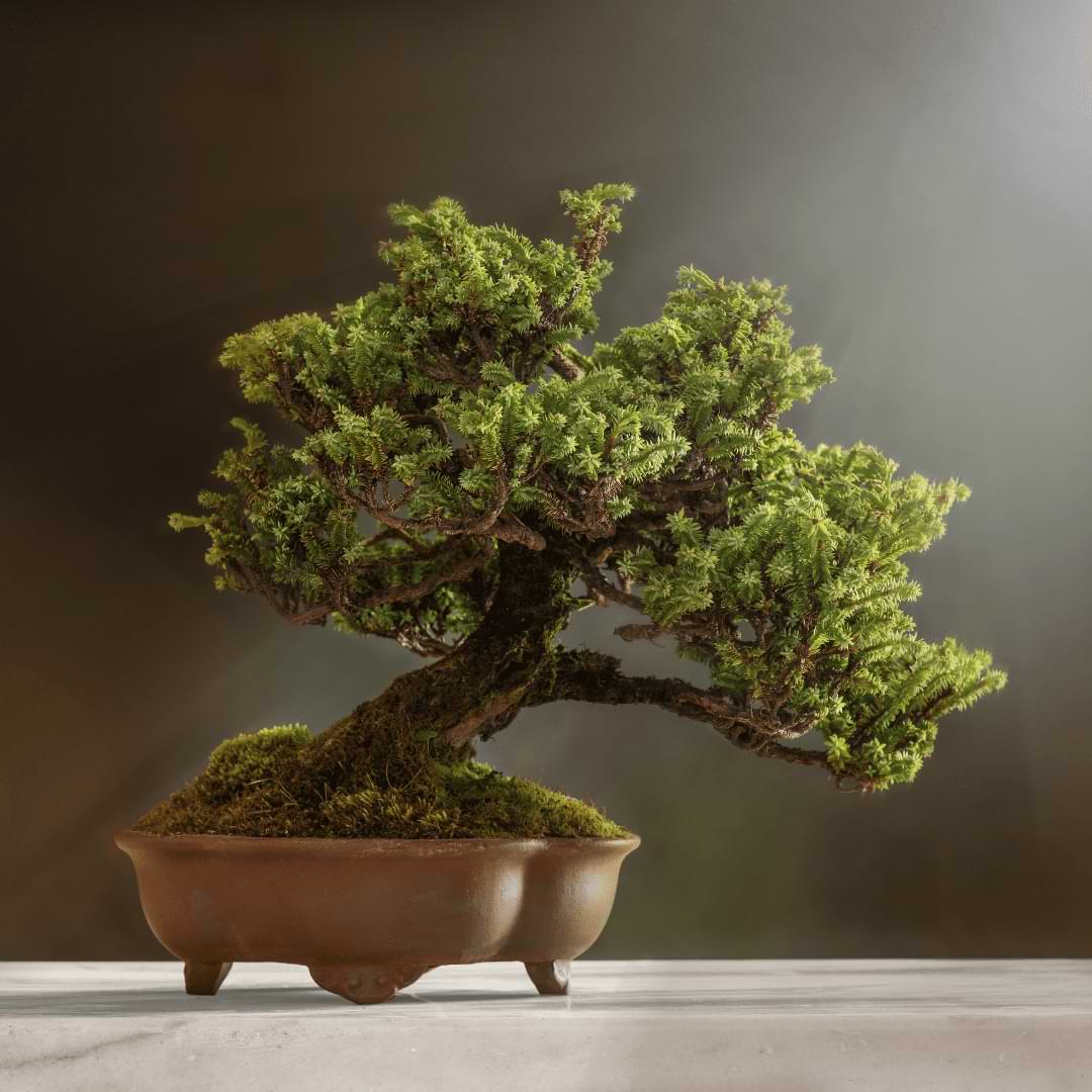 Why Do Bonsai Have Shallow Pots?