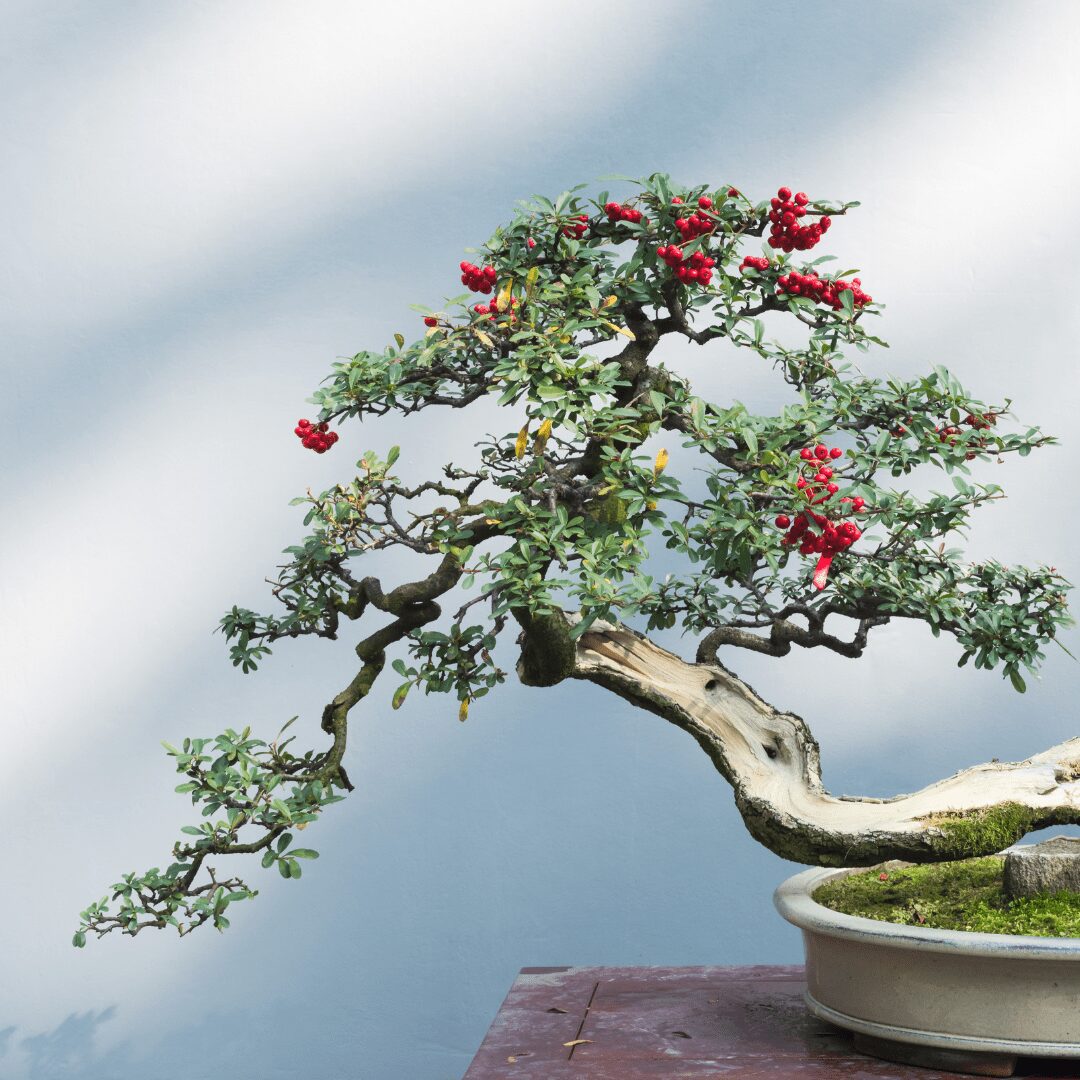 Pomegranate Bonsai Fruit